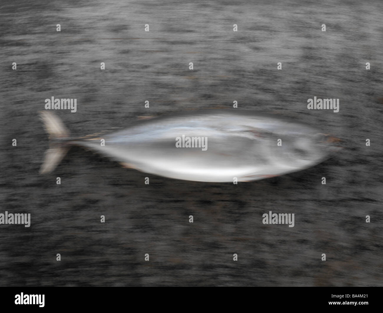 Food-fish real Bonito Katsuwonus pelamis at the side fuzziness animal ...