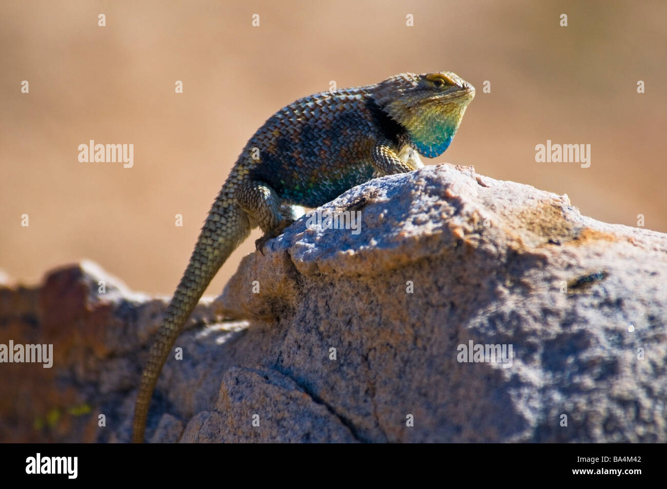 American Lizard High Resolution Stock Photography and Images - Alamy