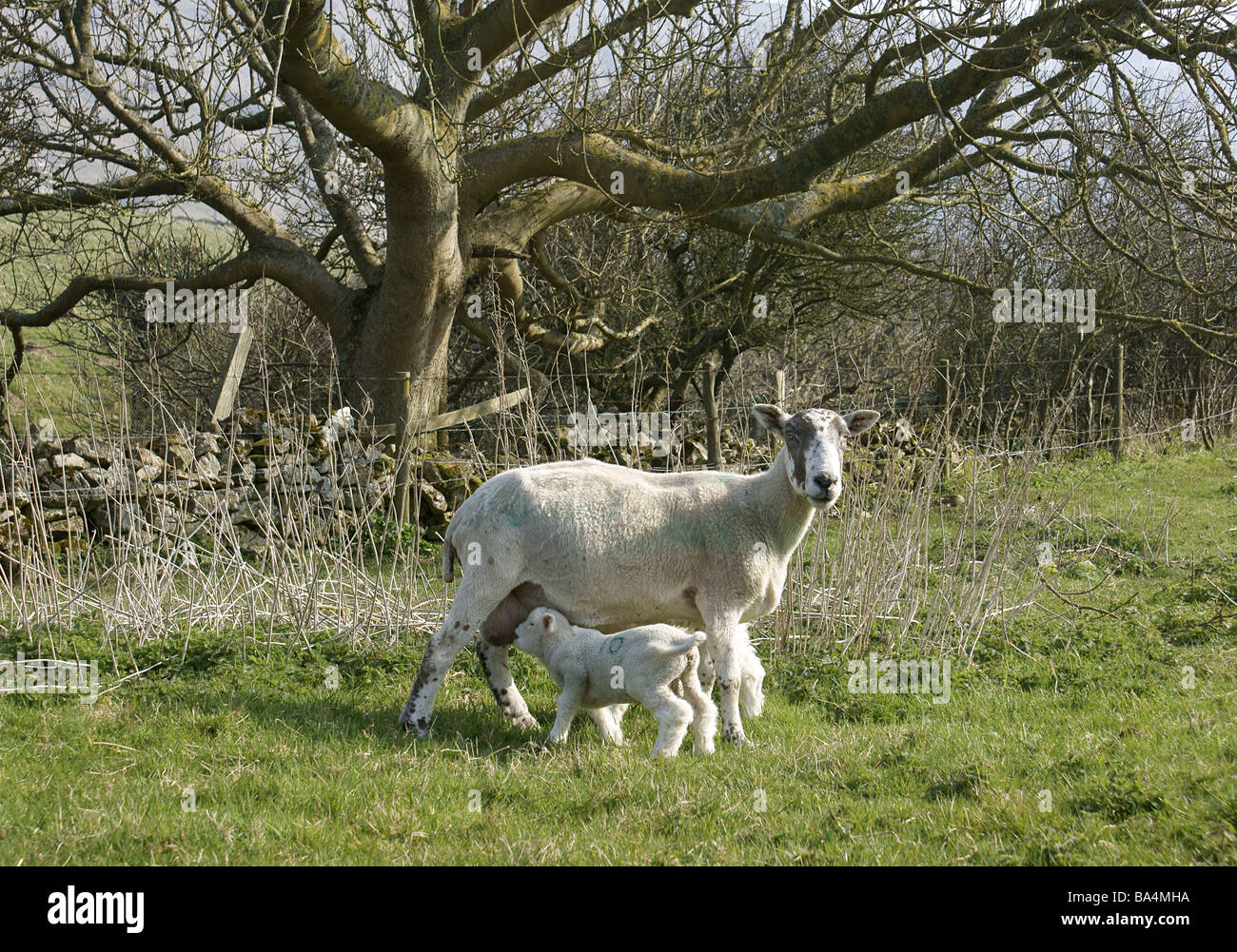 Ewe with spring lambs, Ovis aires Stock Photo - Alamy