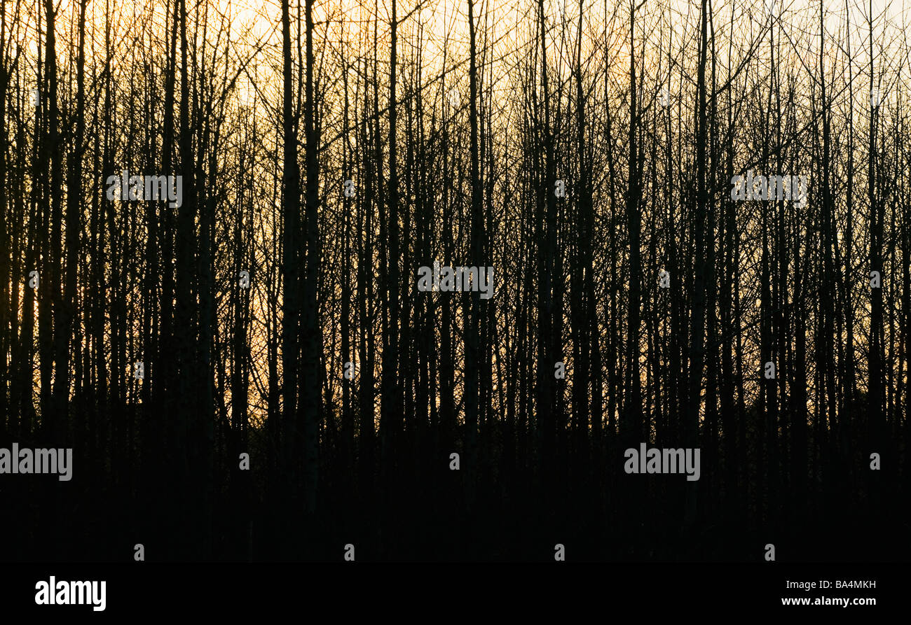 Poplar tree farm hi-res stock photography and images - Alamy