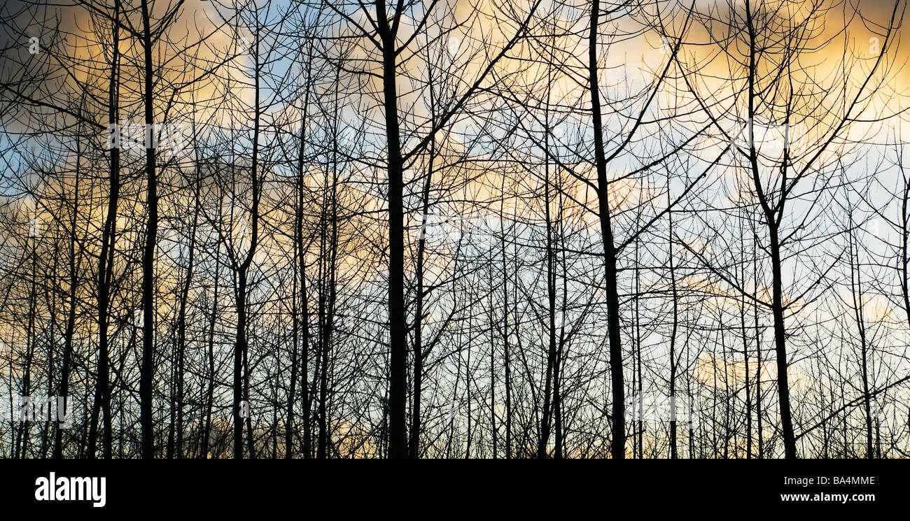 Poplar tree farm and sky at sunset Western Washington USA Stock Photo ...