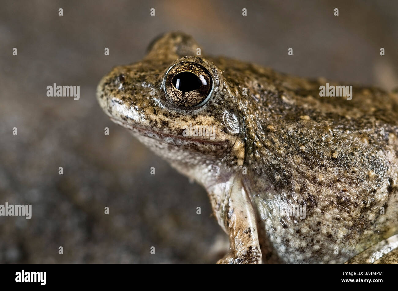 S Tree Frog High Resolution Stock Photography and Images - Alamy