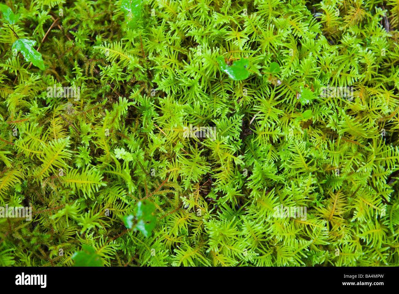 Close up of moss in the Hoh Rainforest Stock Photo - Alamy