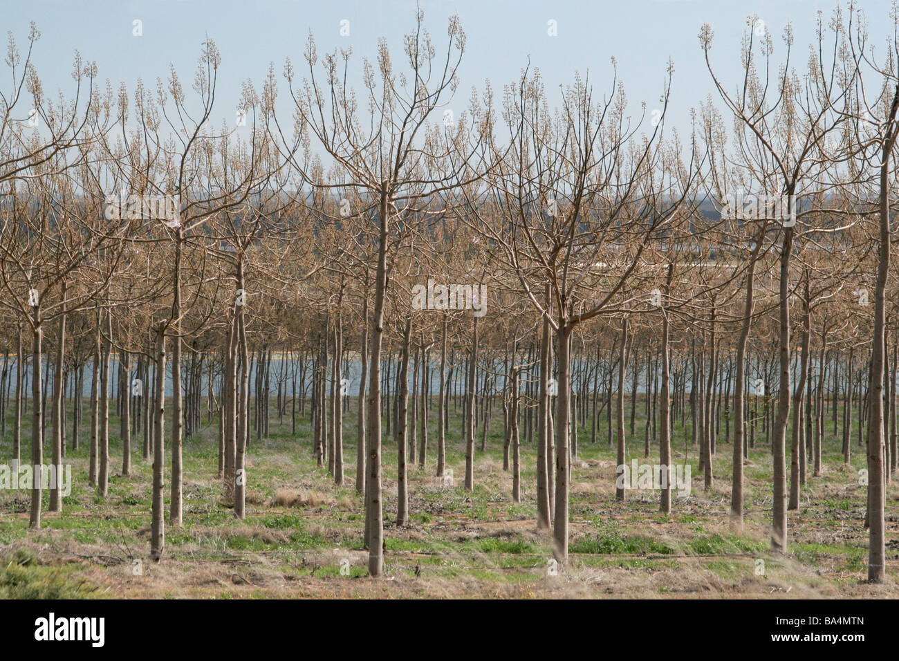 Rows of cultivated trees in Western Australia Stock Photo - Alamy