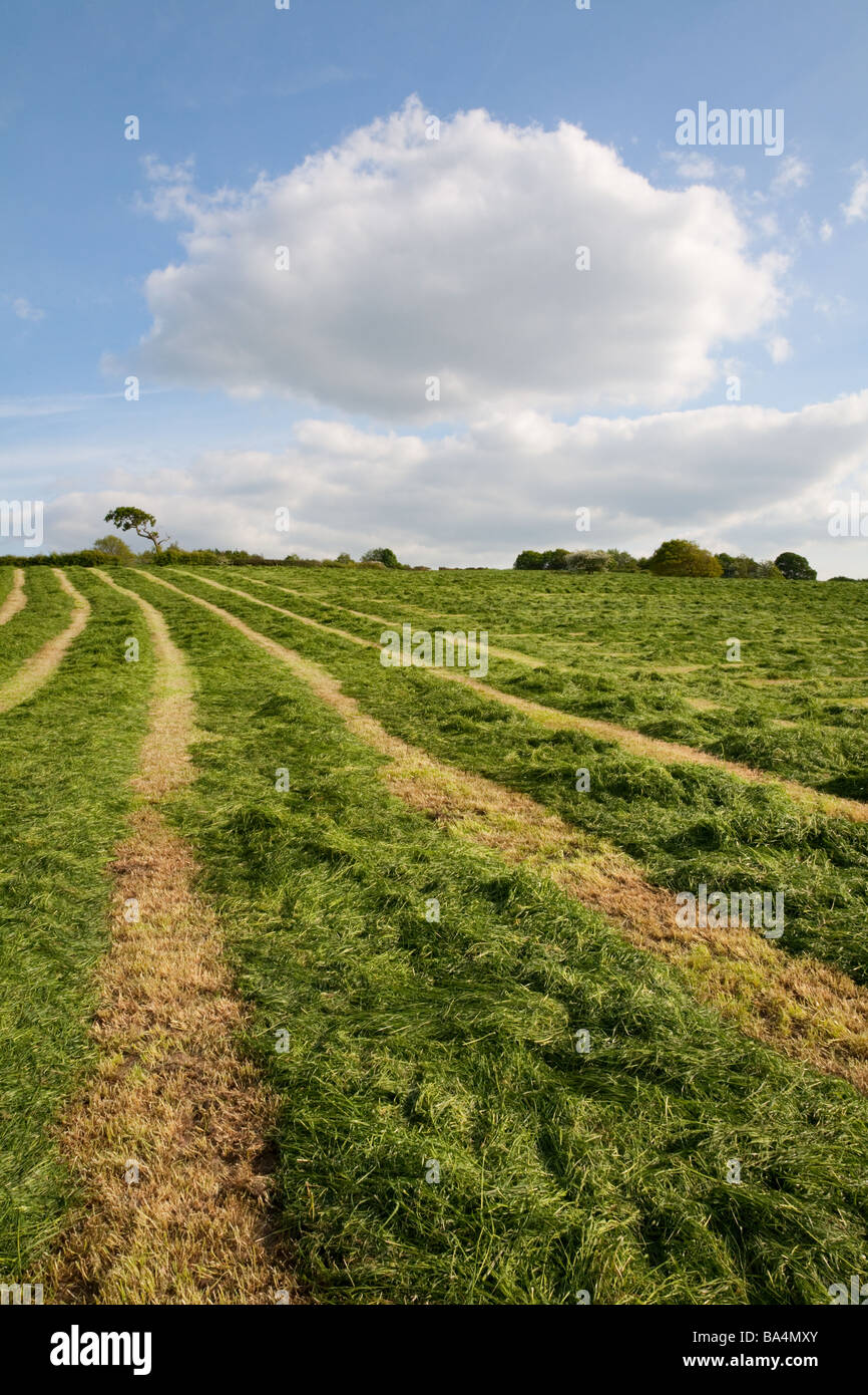 Crop silage hi-res stock photography and images - Alamy