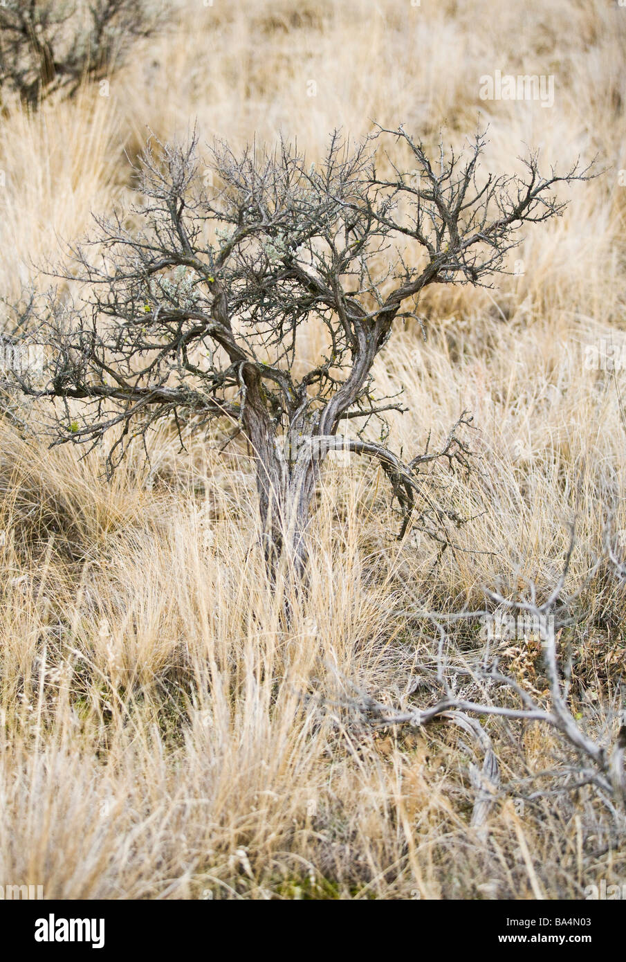 A close up view of a sagebrush plant in Eastern Washington State USA ...
