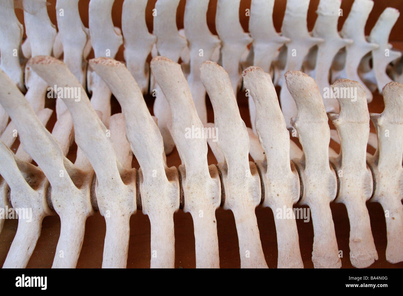 Vertebrae dolphin hi-res stock photography and images - Alamy