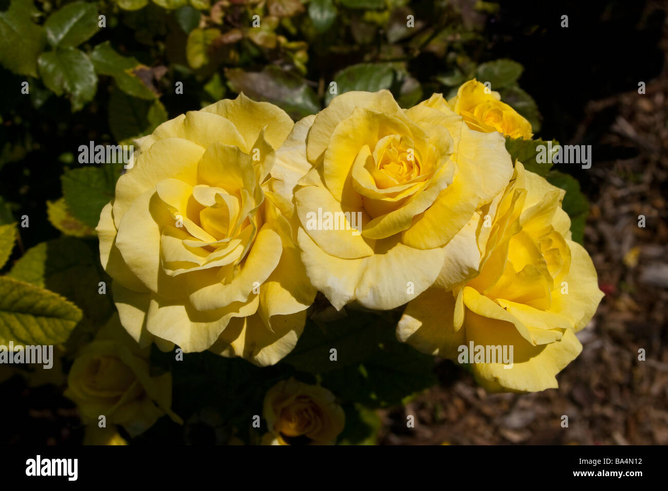 Group of yellow roses against a natural background Stock Photo - Alamy