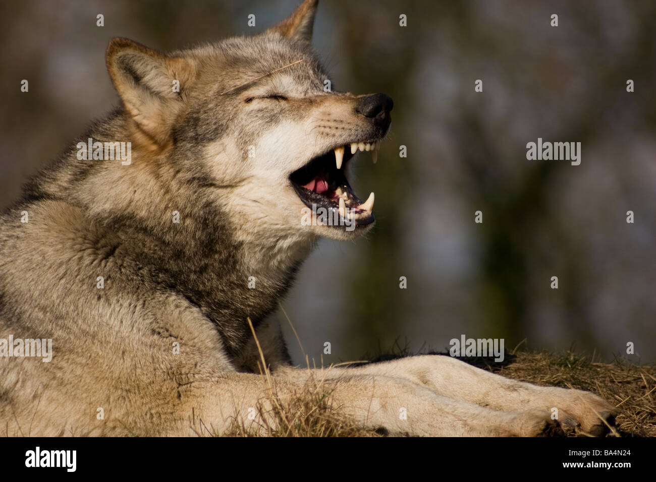 european grey wolf Stock Photo - Alamy