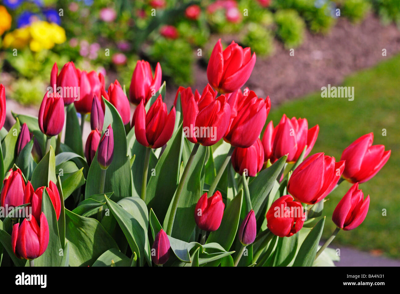 Tulip oscar hi-res stock photography and images - Alamy