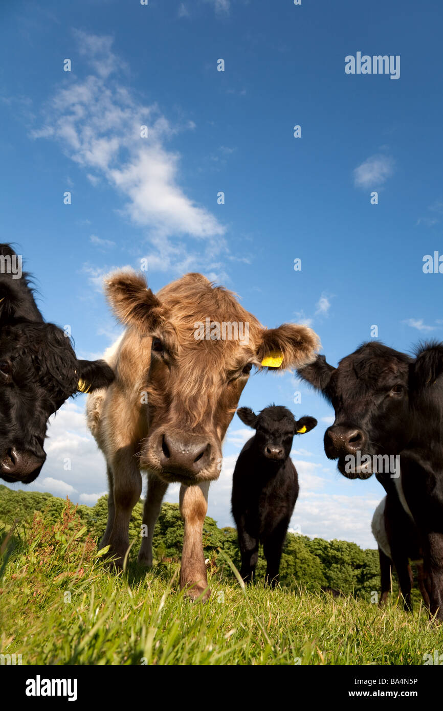 Belted Galloway Cattle Stock Photo - Alamy