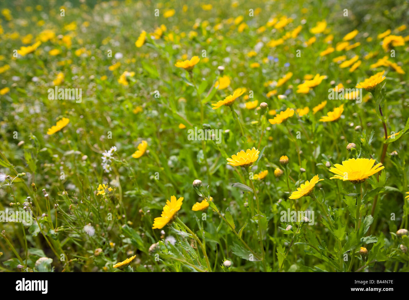 Corn marigold hi-res stock photography and images - Alamy