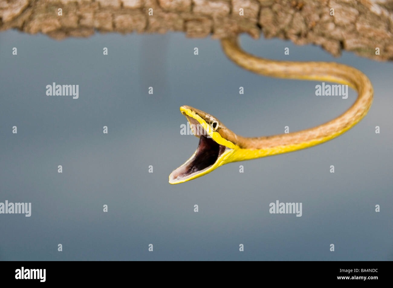 Snake Hang High Resolution Stock Photography and Images - Alamy