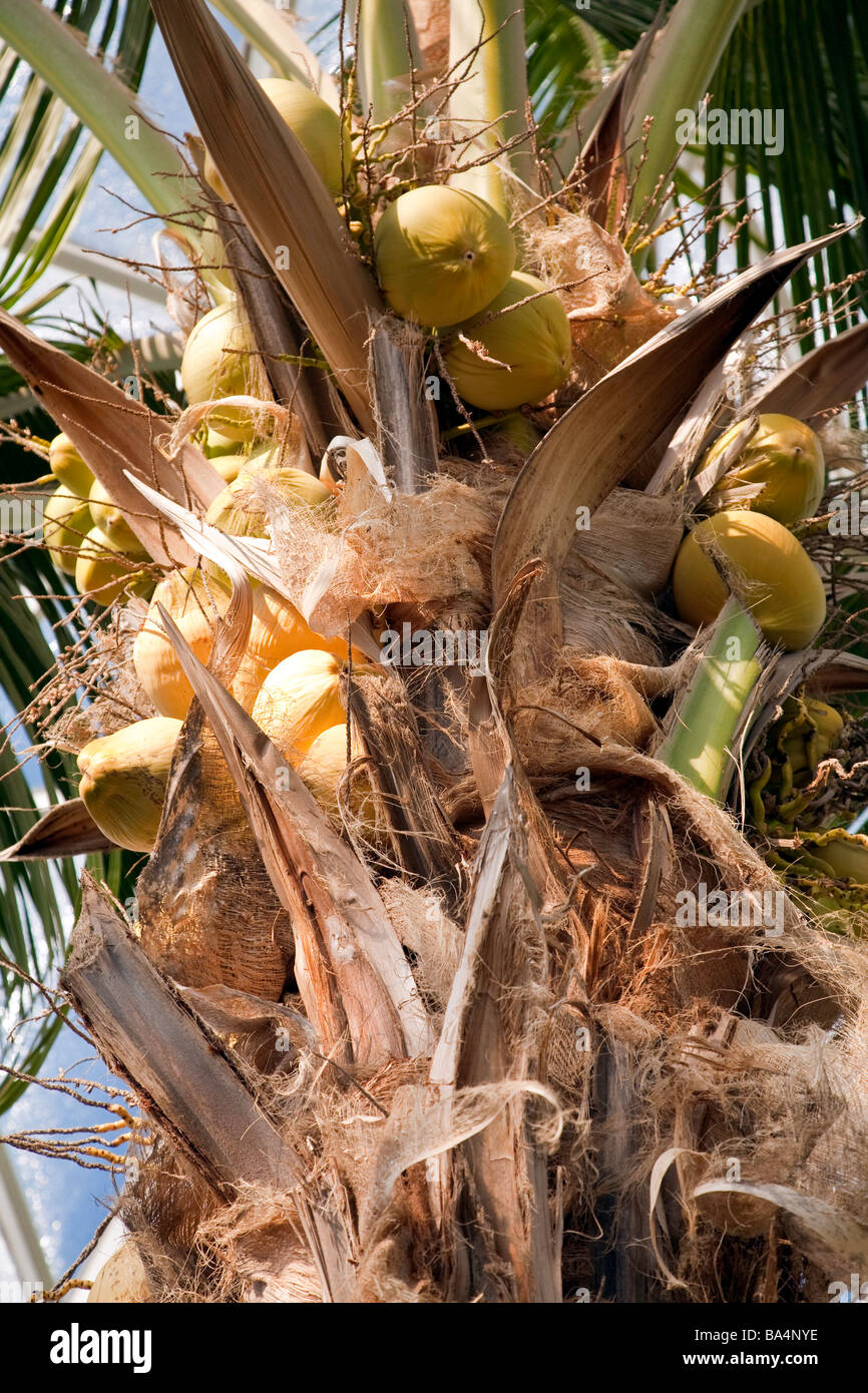Palm Tree with fruit grown hydrologically in Florida,USA Stock Photo ...