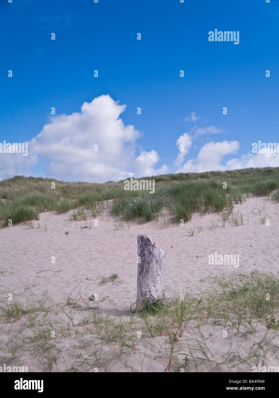 sun bleached log in sand dunes Stock Photo - Alamy