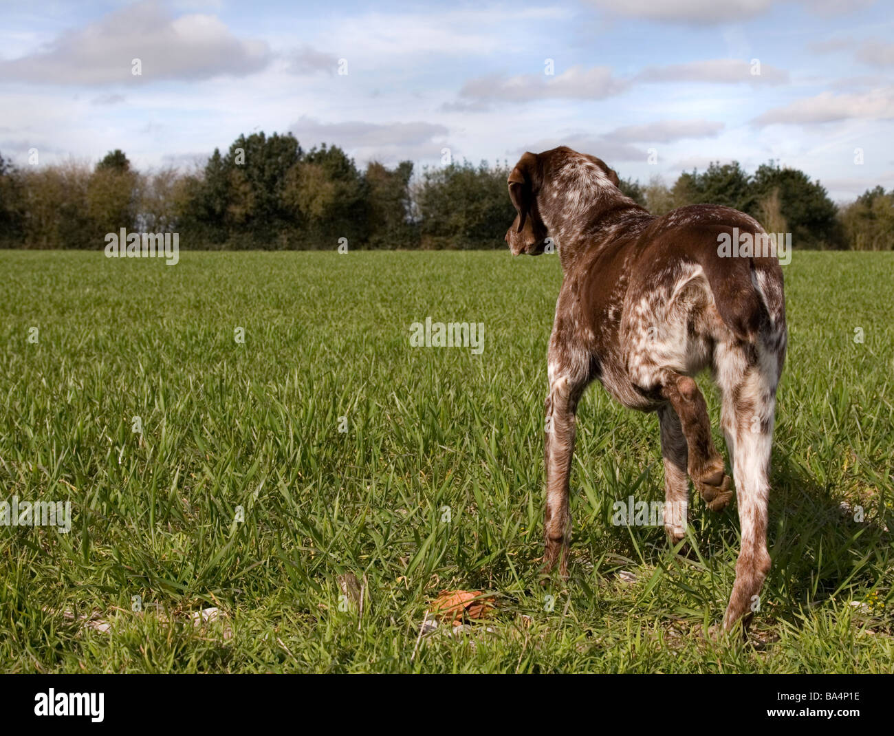 A German Shorthaied Pointer pointing at its quarry in a wheat field in ...
