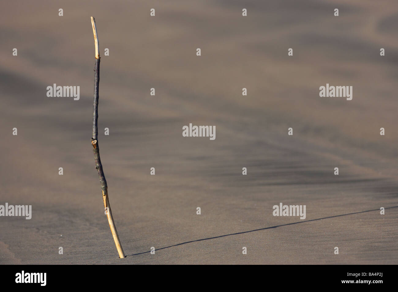 stick stuck in the sand on a sandy beach casting a shadow marking a ...