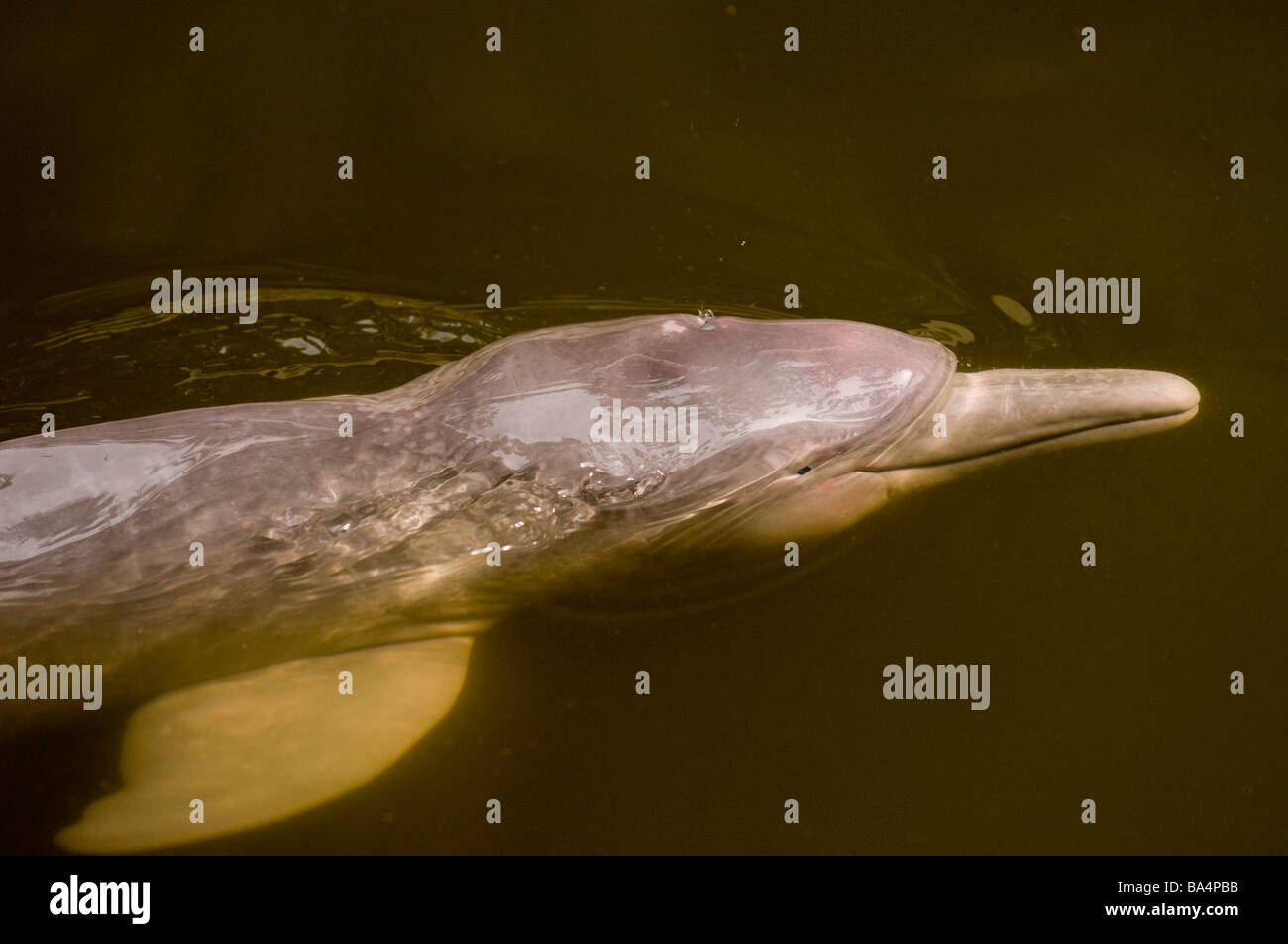 Pink dolphin hi-res stock photography and images - Alamy