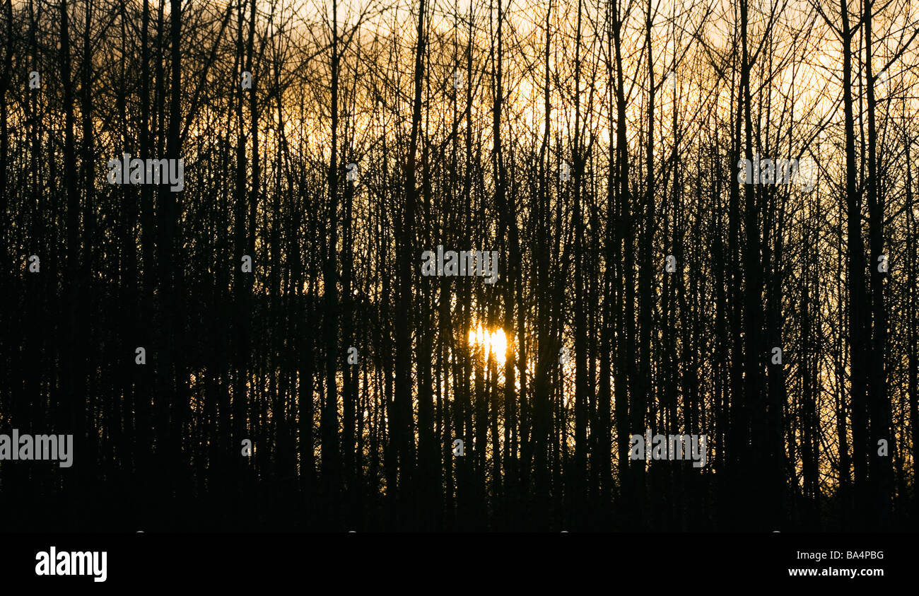 Poplar tree farm and sky at sunset Western Washington USA Stock Photo ...