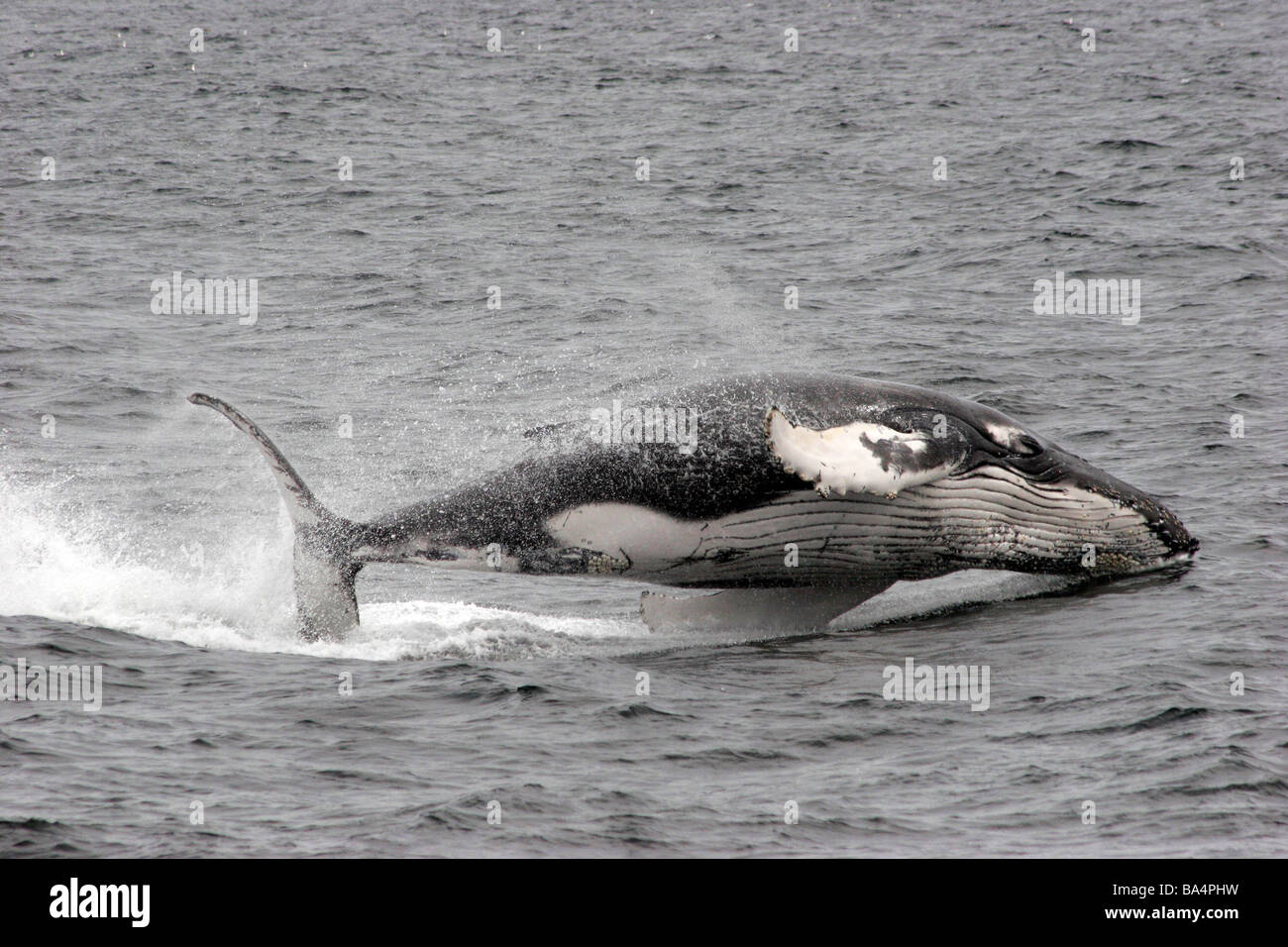 North Atlantic Humpback whale calf breach, breaching Stock Photo - Alamy