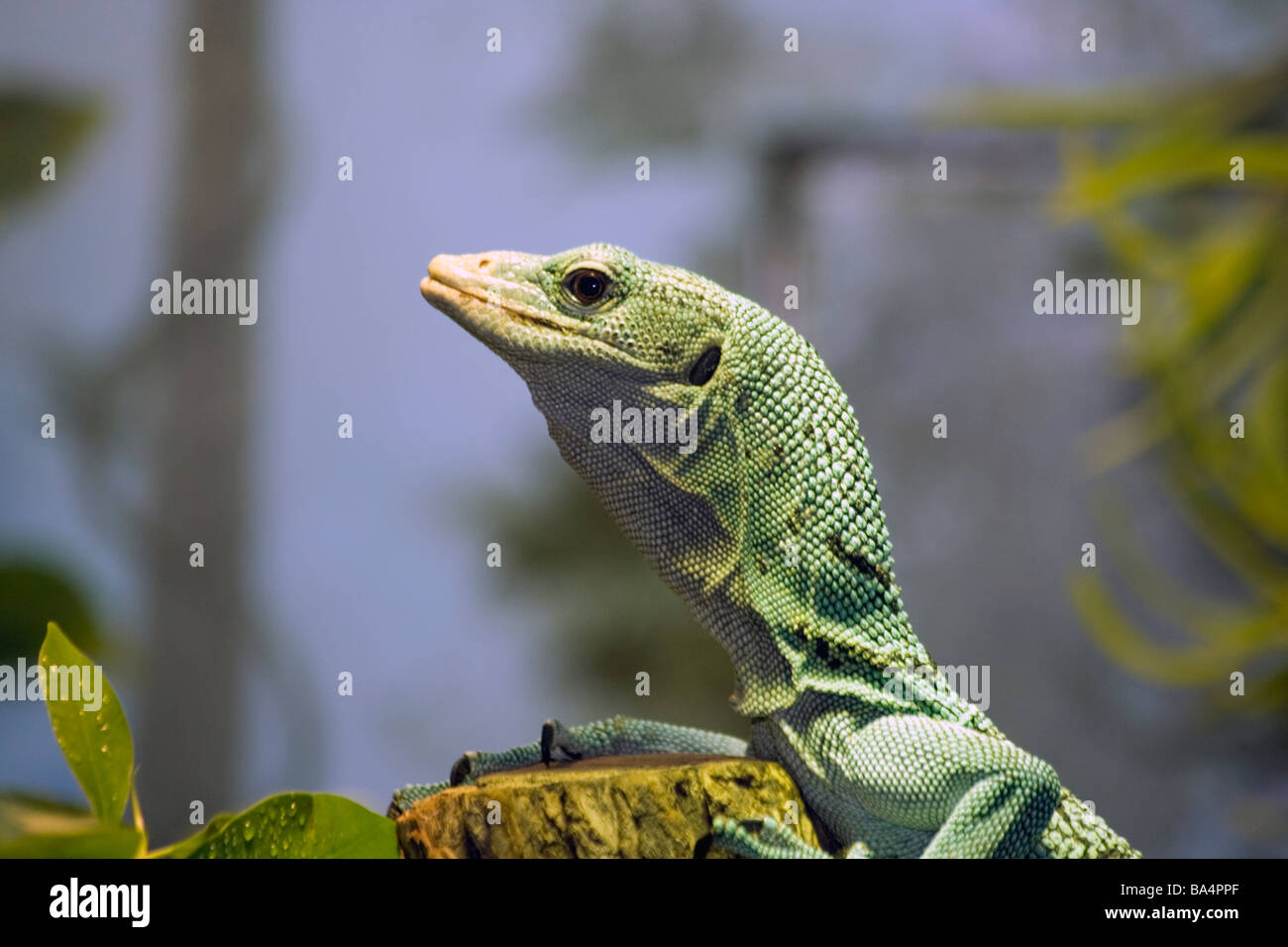 The emerald tree monitor (Varanus prasinus) or the green tree monitor ...