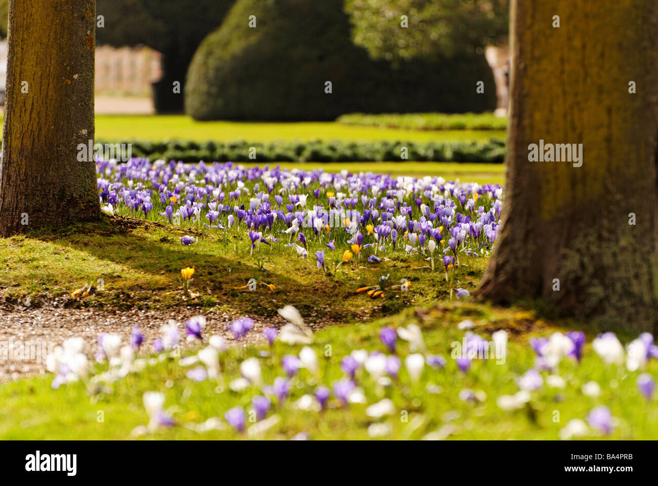 Crocus Bloom in the Great Fountain Garden, Hampton Court Palace Stock ...