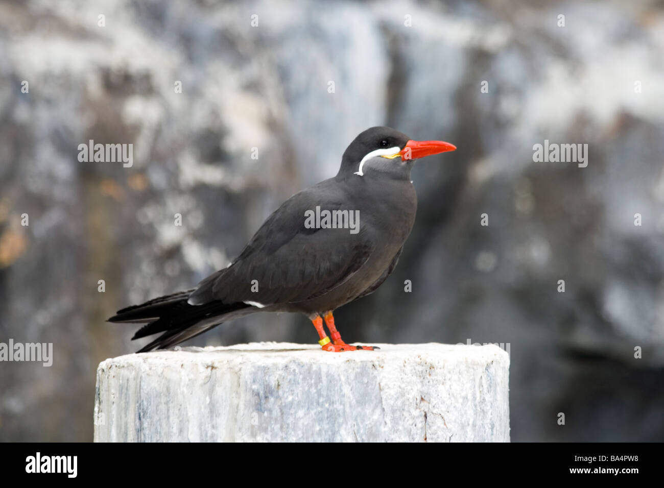 The Inca Tern (Larosterna inca).Brookfield Zoo Stock Photo - Alamy