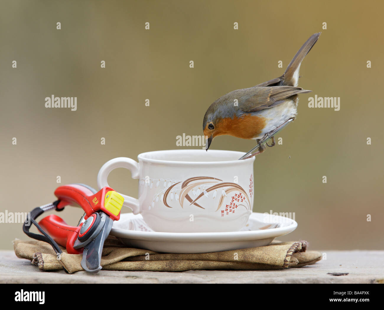 Robin on cup hi-res stock photography and images - Alamy