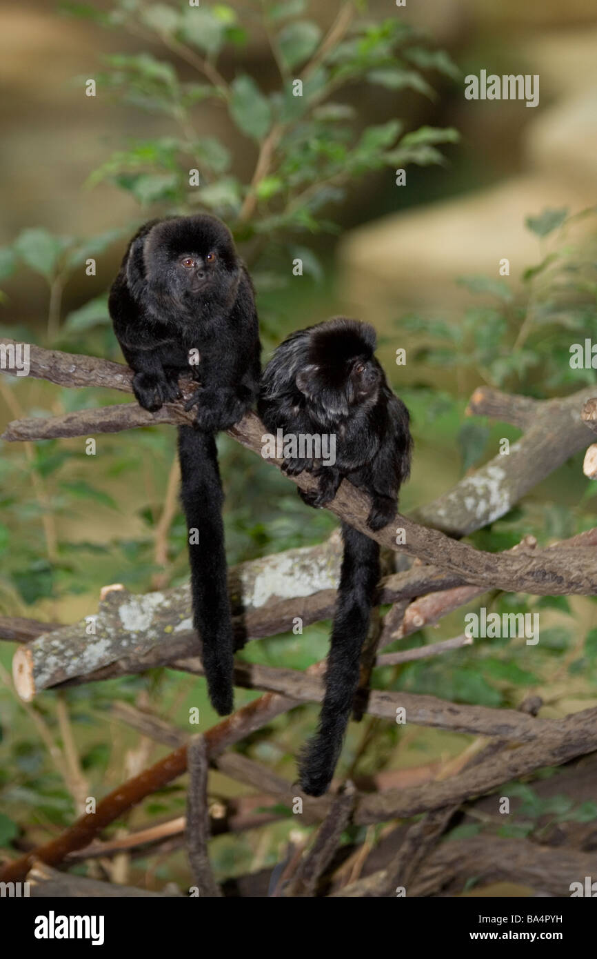 CALLIMICO (Callimico goeldii) at Brookfield zoo Stock Photo - Alamy