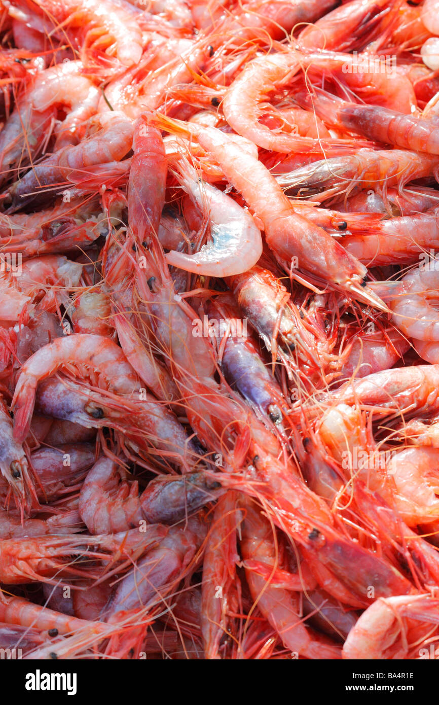 Shrimp prawn seafood hi-res stock photography and images - Alamy