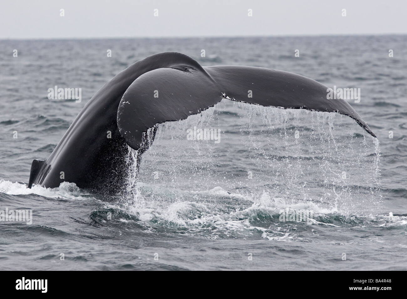 Whale tail hi-res stock photography and images - Alamy