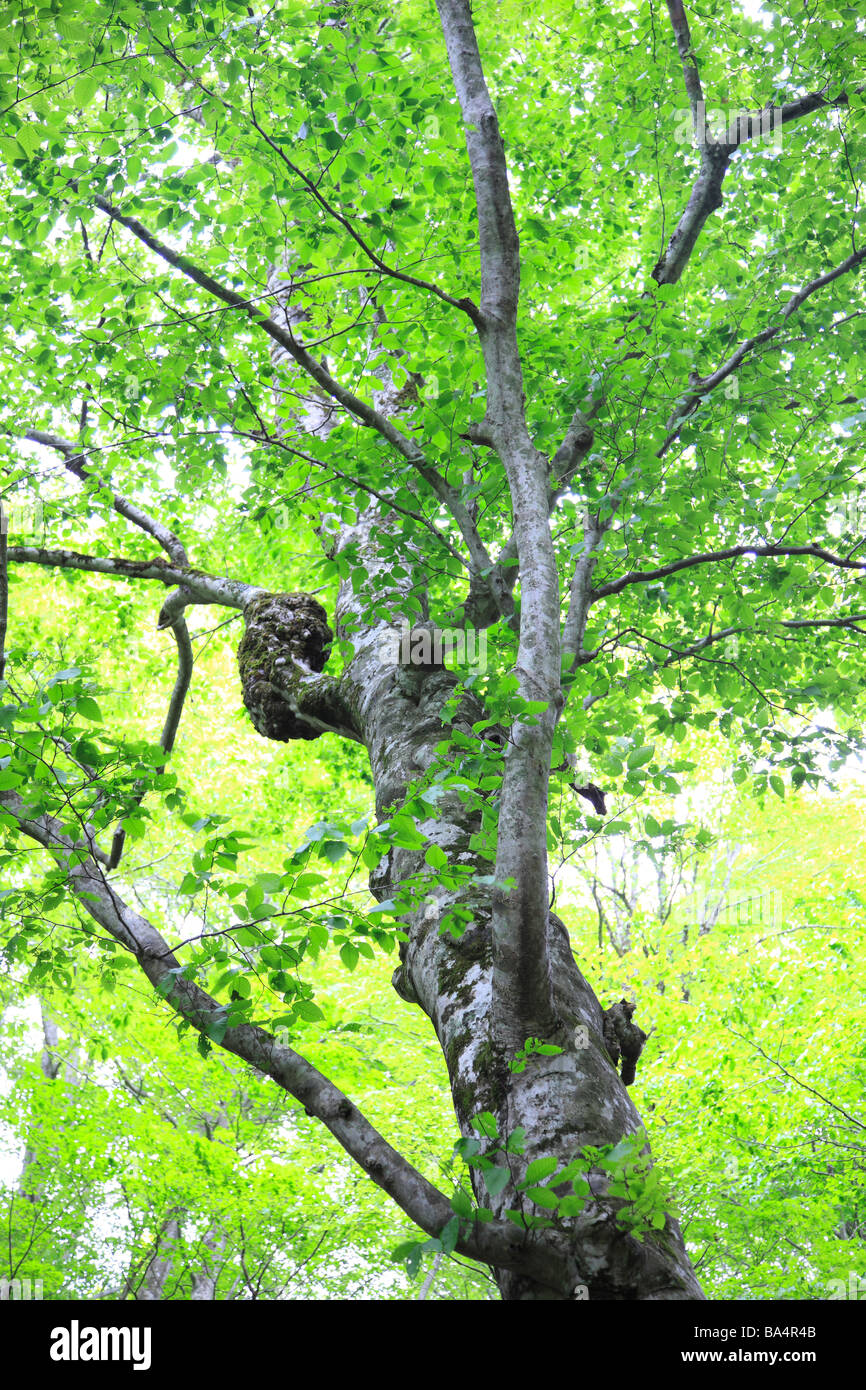 View of tree and branches in aomori prefecture hi-res stock photography ...