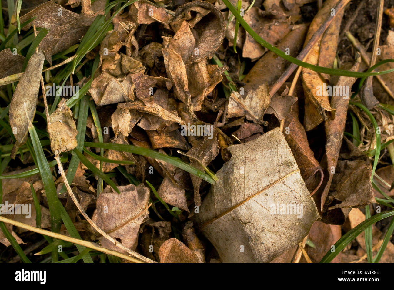 A few blades of grass amidst fallen leaves Stock Photo - Alamy