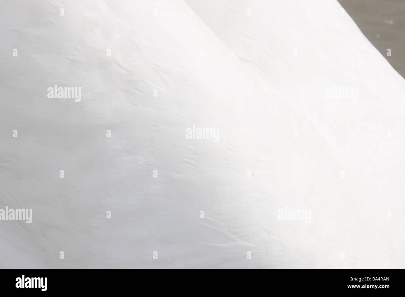 Close up swan texture hi-res stock photography and images - Alamy