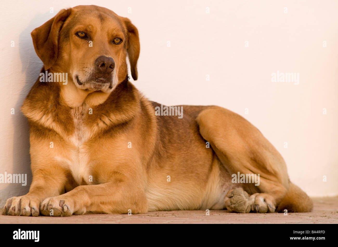 Mongrel dog paracas national reserve Peru Stock Photo - Alamy