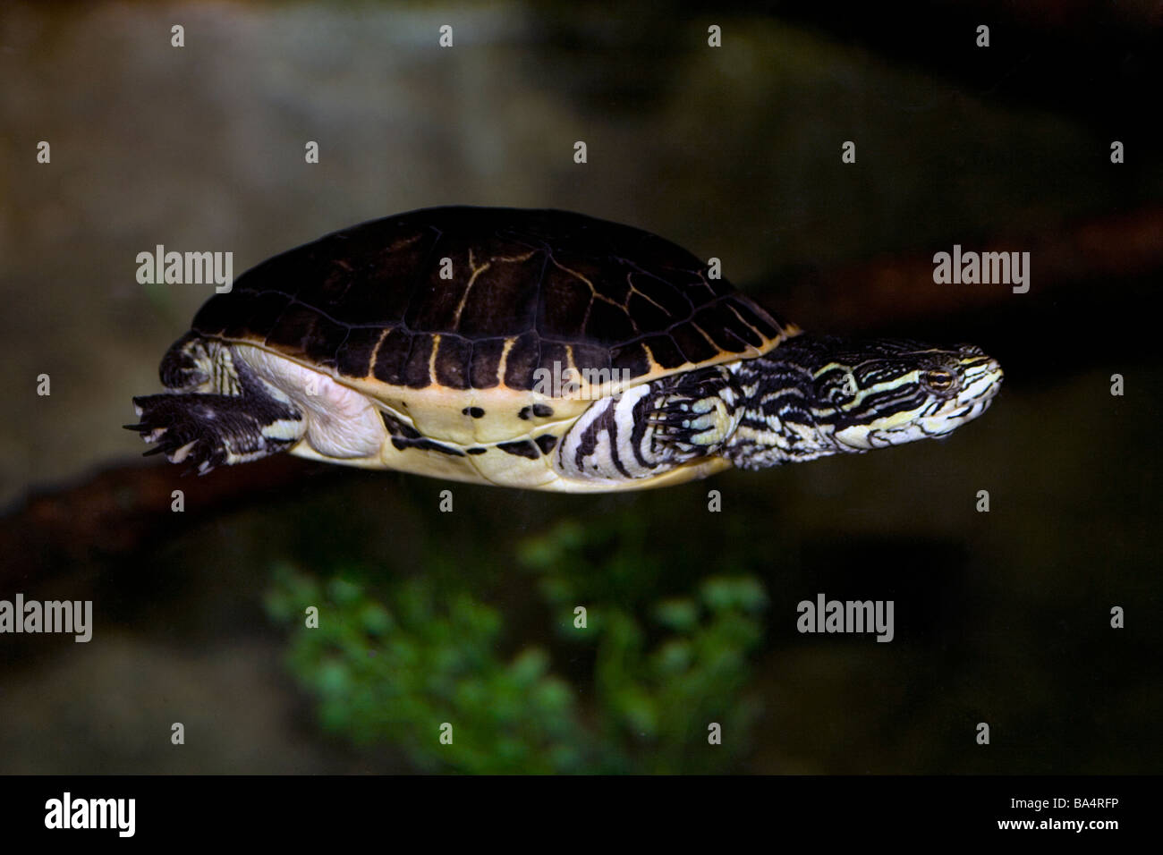 The Chicken Turtle (Deirochelys reticularia) at Brookfield Zoo Stock ...
