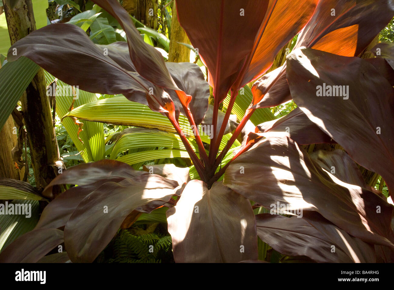 close-up red tropical leaves Stock Photo - Alamy