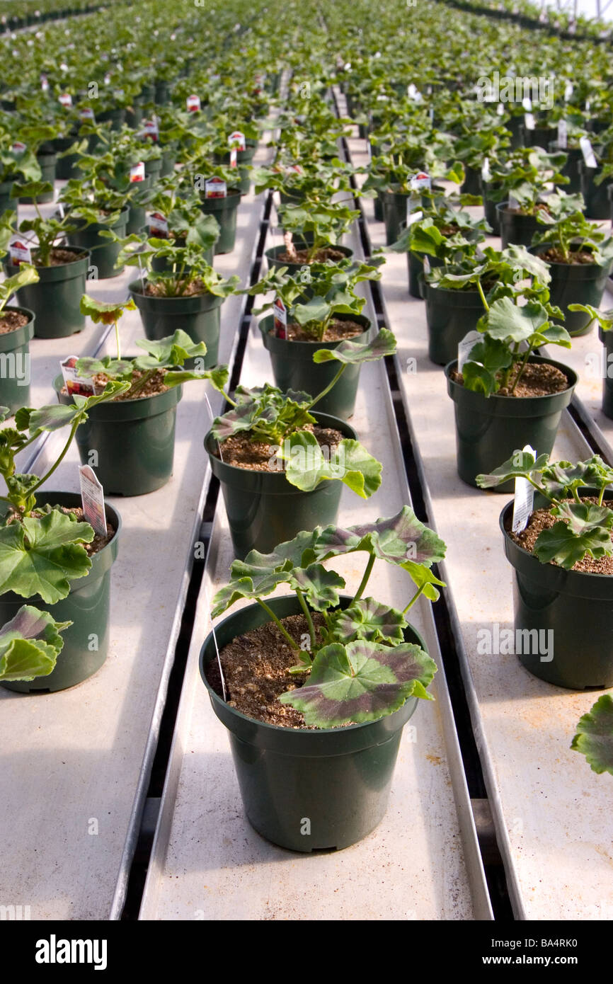 Greenhouse with rows of potted plants Stock Photo - Alamy
