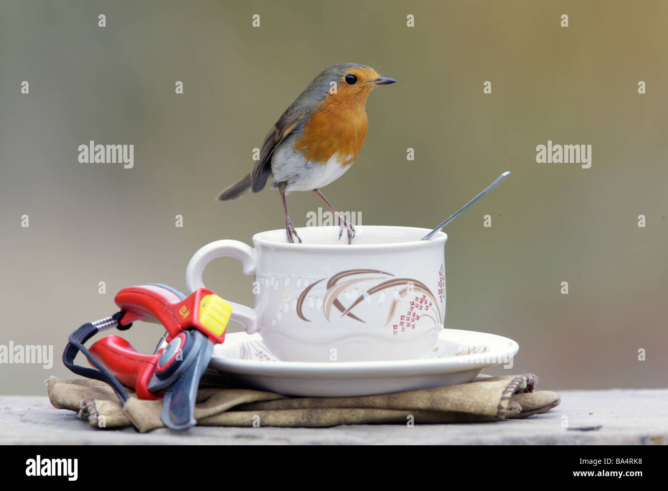 Robin on cup hi-res stock photography and images - Alamy