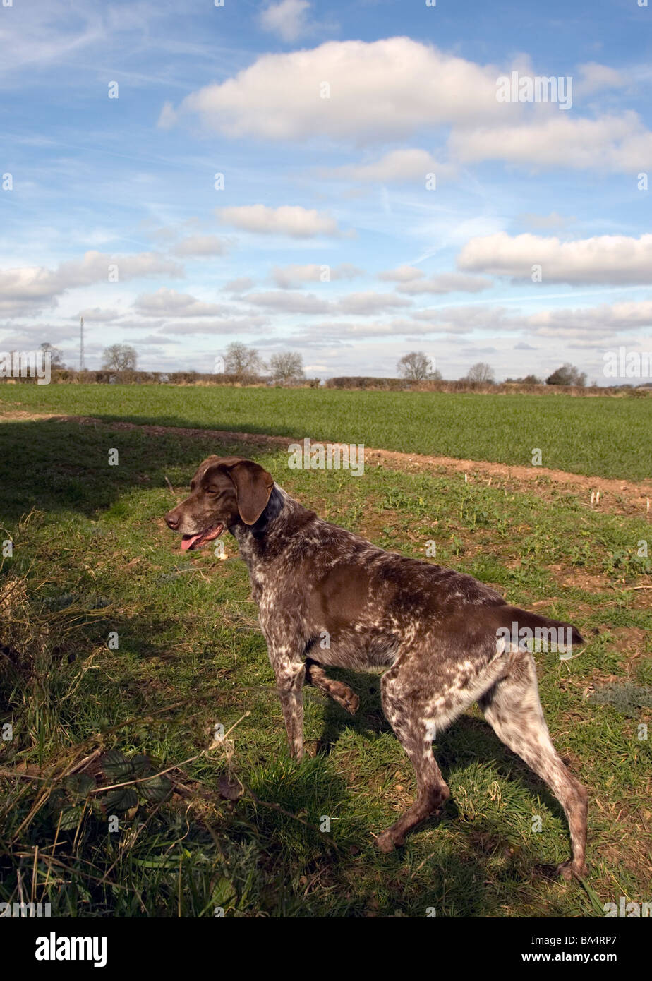 Black German Shorthaired Pointer Pointing