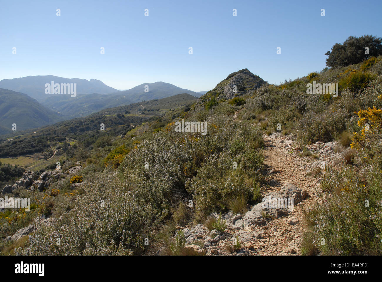 Benimaurell rosemary spain hi-res stock photography and images - Alamy