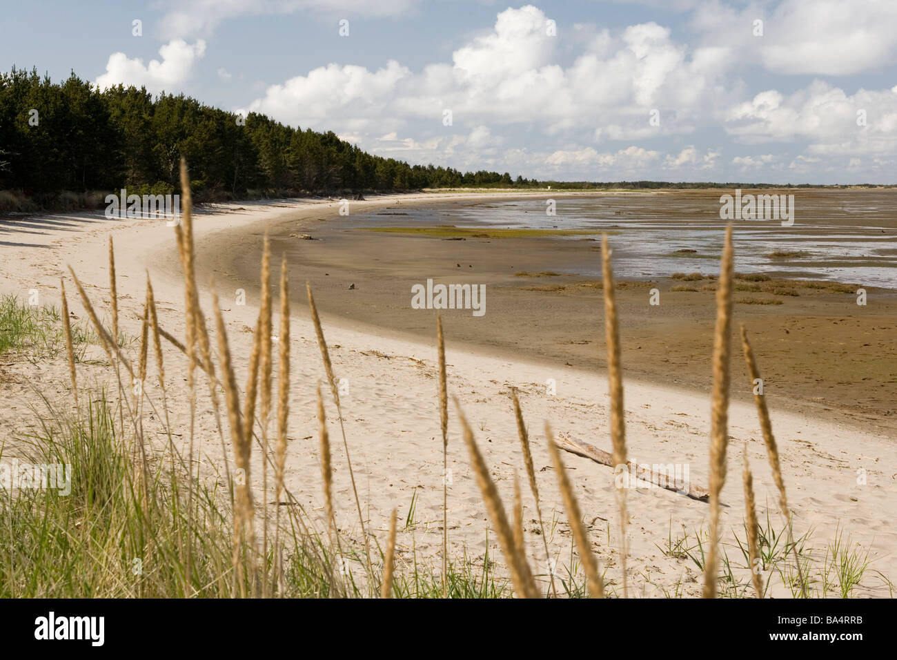 Leadbetter Point State Park - Long Beach Peninsula, Washington Stock ...