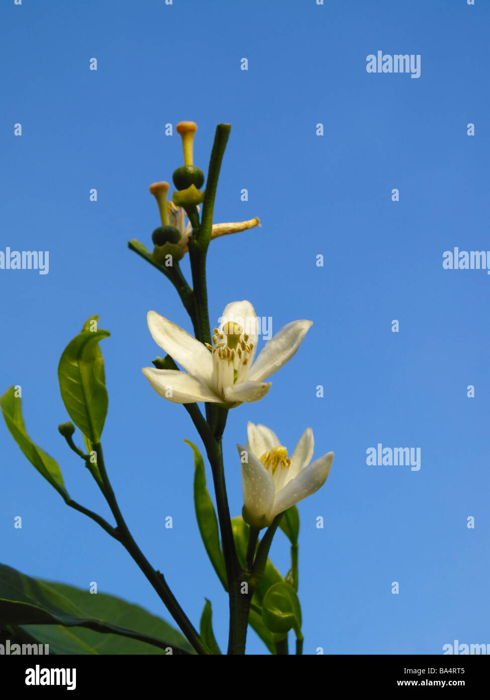 Satsuma orange hi-res stock photography and images - Alamy