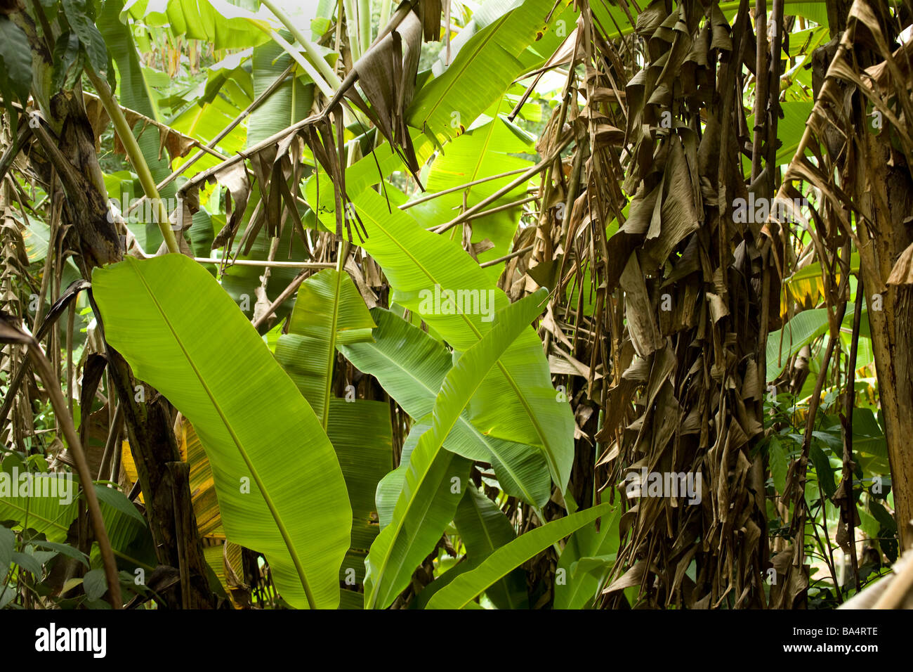 Dead banana leaves hi-res stock photography and images - Alamy