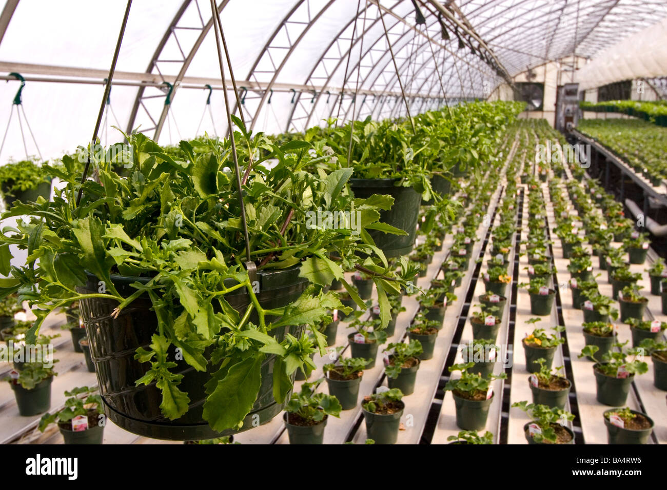 Greenhouse with rows of potted plants Stock Photo - Alamy