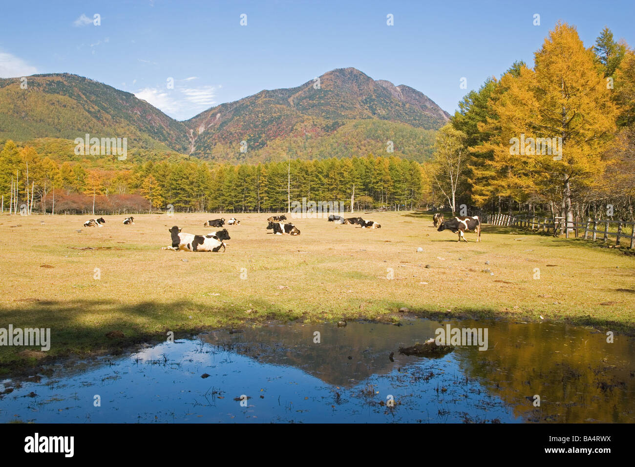 Kotoku Ranch in Tochigi Prefecture, Japan Stock Photo - Alamy