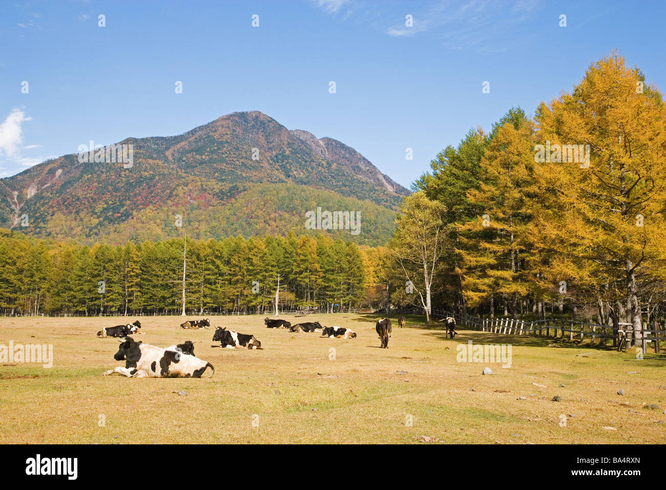 Kotoku Ranch in Tochigi Prefecture, Japan Stock Photo - Alamy