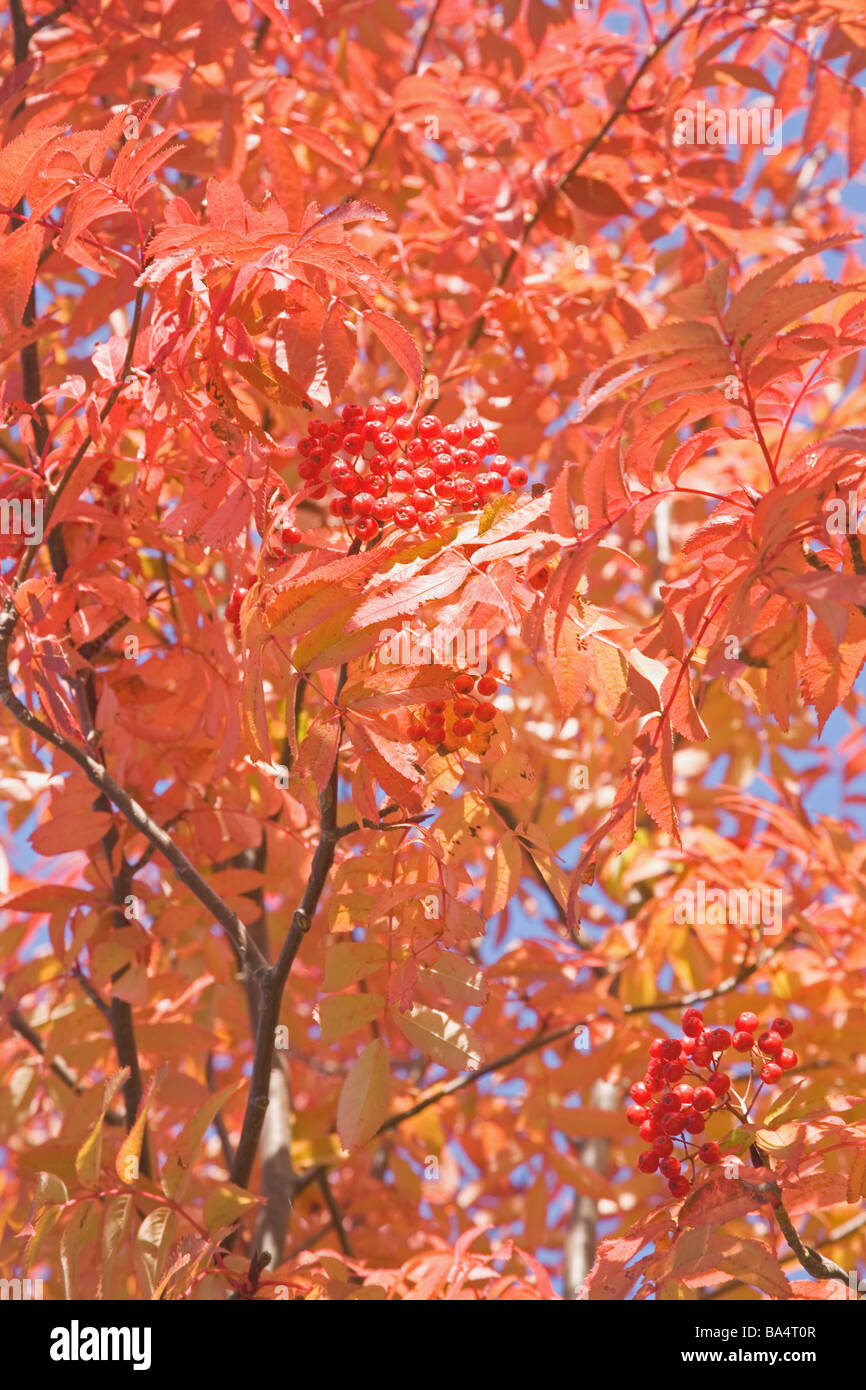 Checker Tree with Fruits and Autumnal Leaves Stock Photo - Alamy