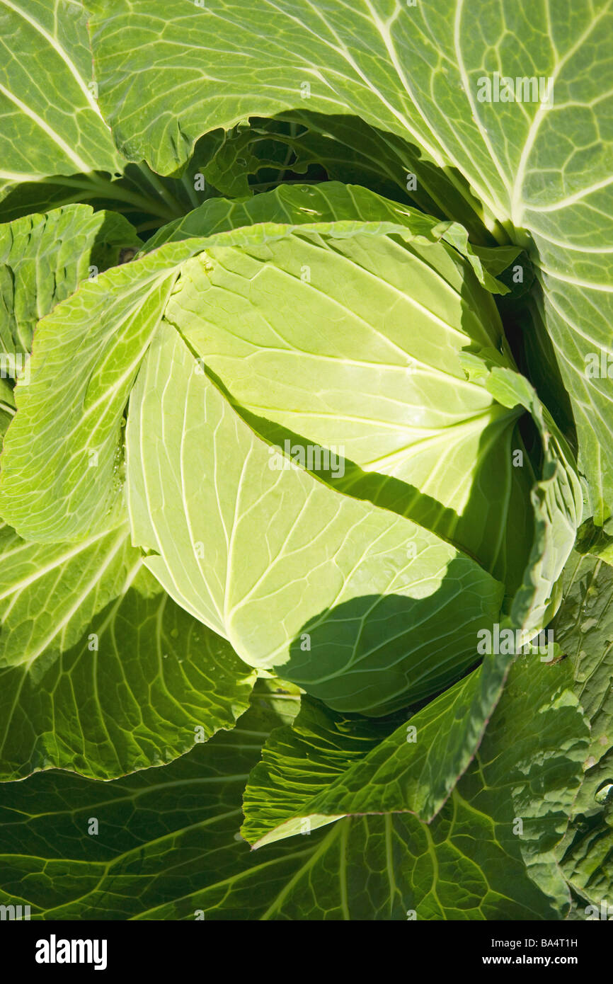 Head of Cabbage Stock Photo - Alamy