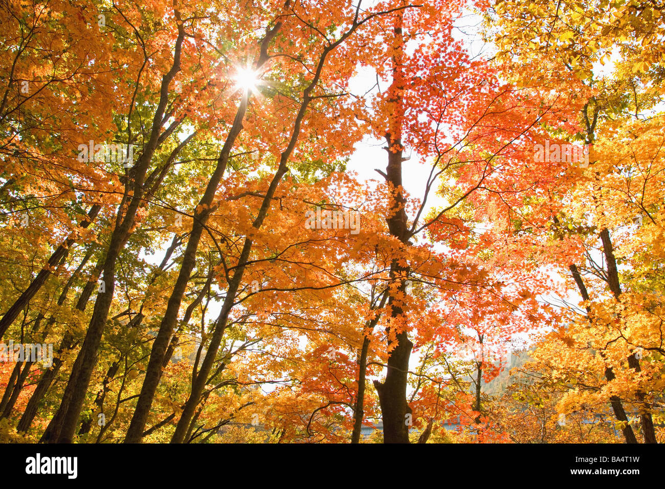 Autumn Leaves Changing Color Stock Photo - Alamy